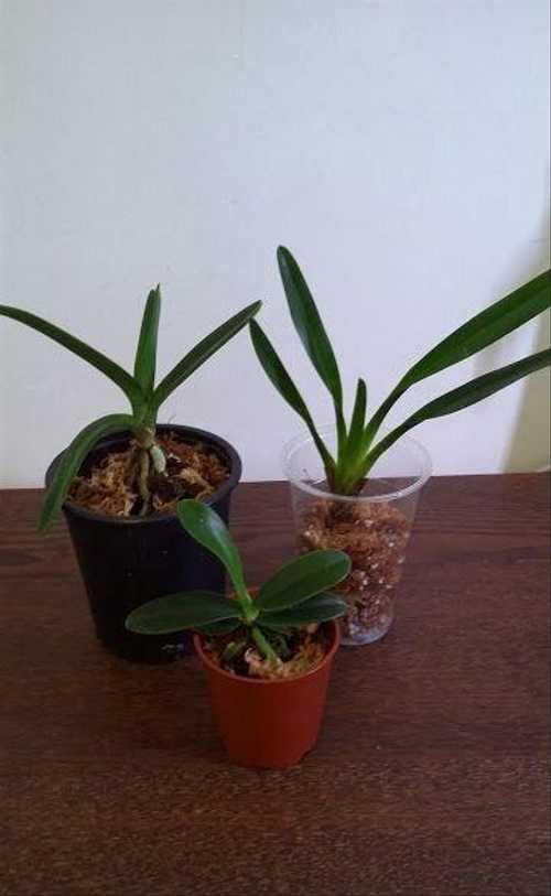 Набор редких орхидей