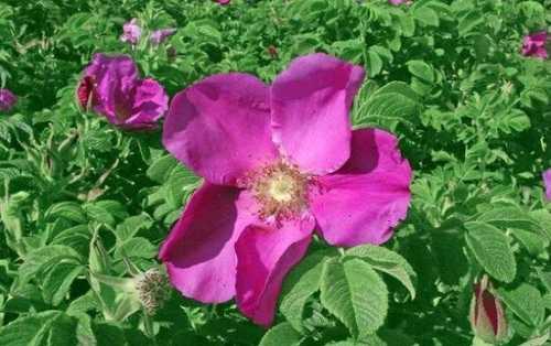 Саженцы Розы ругоза морщинистая