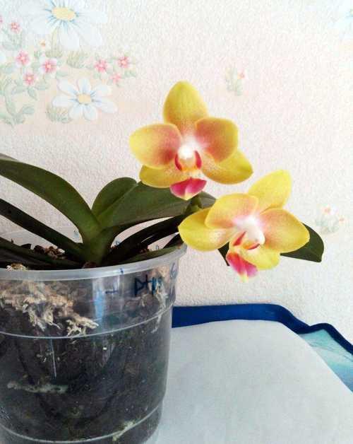 Орхидея Фаленопсис Miki Golden Sand Baby MXS02 р.3