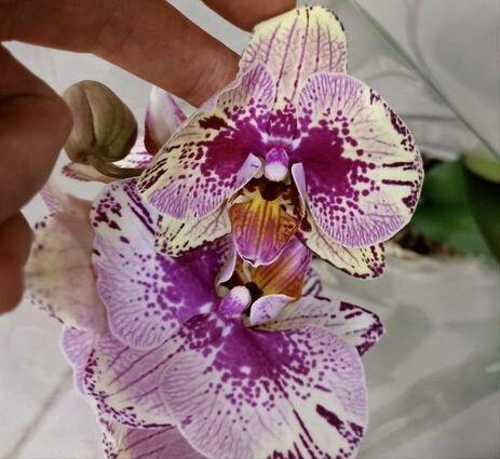 Орхидея фаленопсис тестовый гибрид