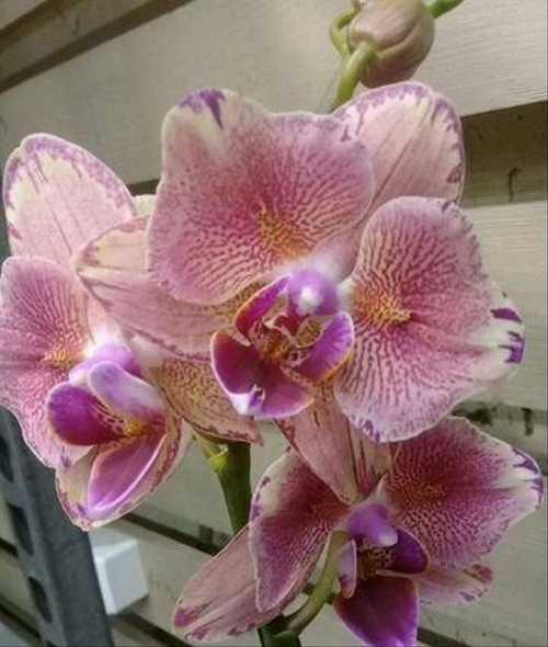 Орхидея фаленопсис бабочка Пират Пикотти цветущая