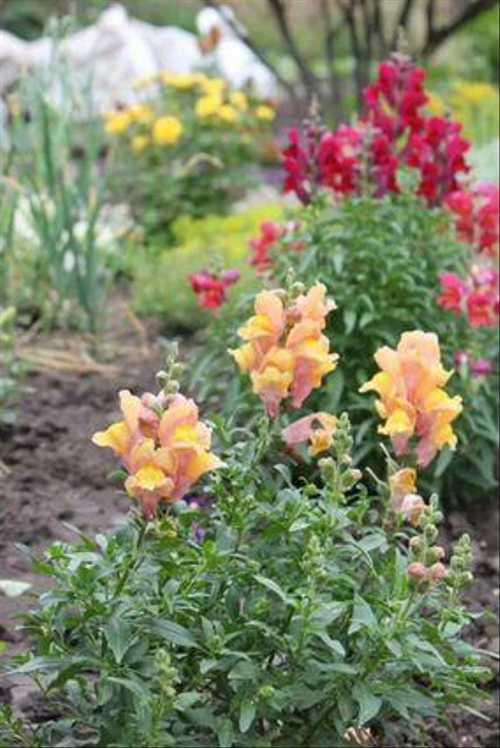 львиный зев фото - Поиск в Google Snapdragon flowers, Flower garden plants, Plan