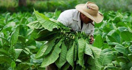 Семена Табака Вирджиния