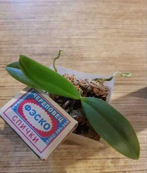 Орхидея фаленопсис Корнингиана сеянец