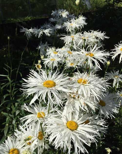 Ромашка'Нивяник'страусиное Перо