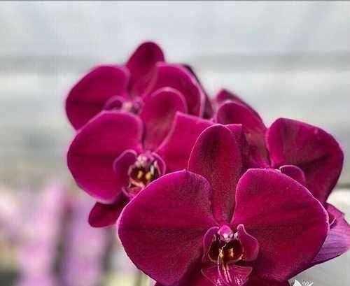 Phal. OX Black Face / Орхидея фаленопсис Блэк Фэйс