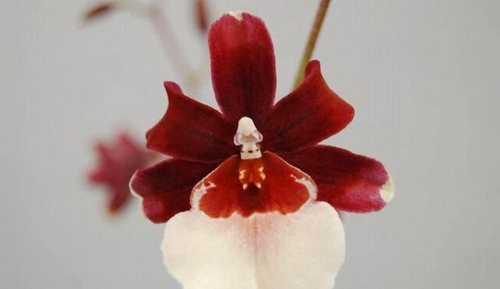 Орхидея ароматная Miltonidium Bartley Schwartz
