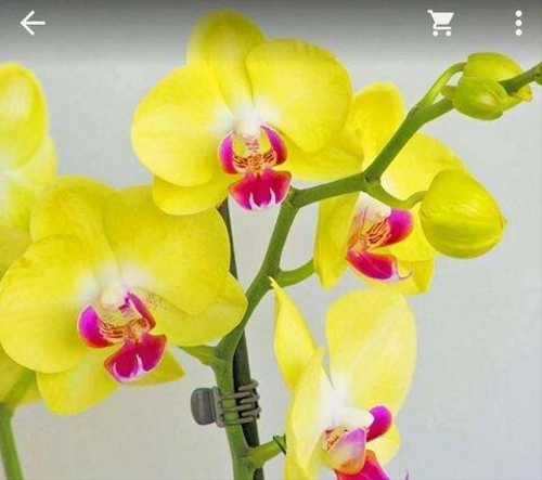 Орхидея фаленопсисов Азия