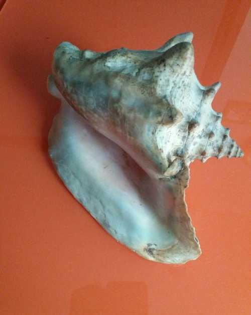 Ракушка океаническая