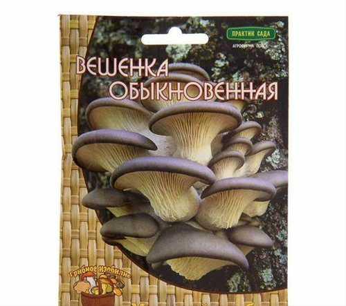 Мицелий грибов Вешенка обыкновенная на деревянных
