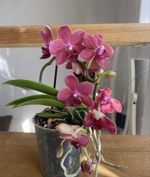 Орхидея фаленопсис Sanset (Сансет)