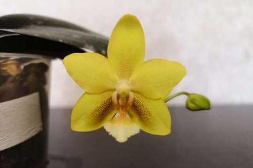 Орхидея фаленопсис hibr