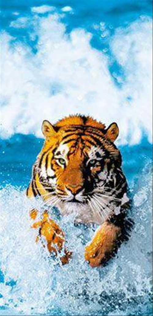 Фотообои Тигр