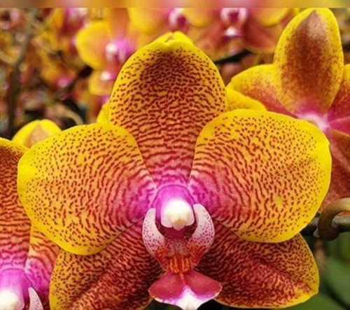 Орхидея фаленопсис/каттлея азия