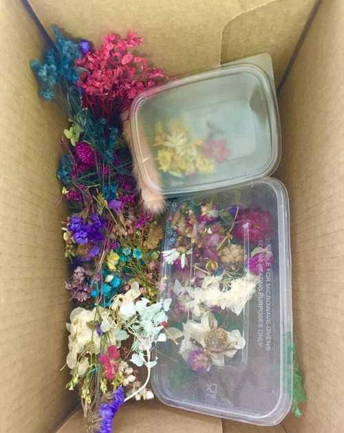 Сухоцветы / гербарий для занятия эпоксидной смолой