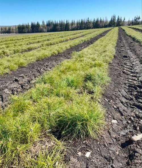 Продам сеянцы сосны с окс. Свой питомник
