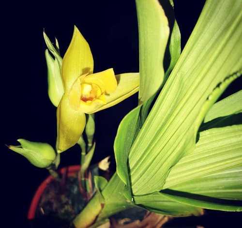 Орхидея Lycaste cruenta