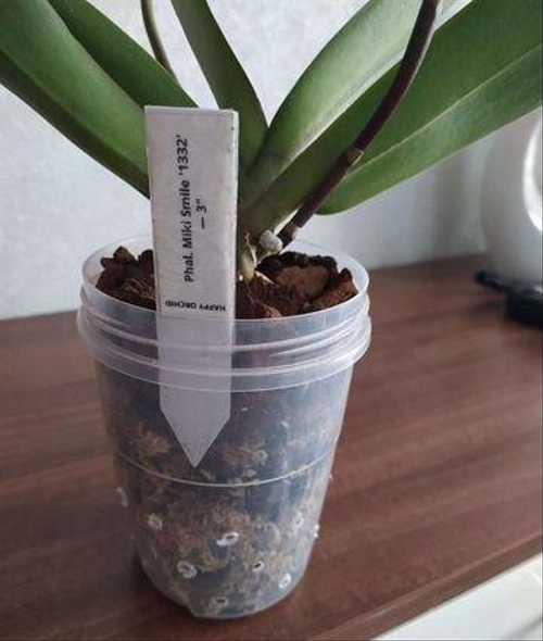 Орхидея фаленопсис породистый отдам