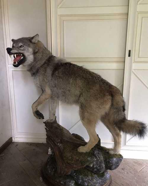 Волк чучело в полный размер