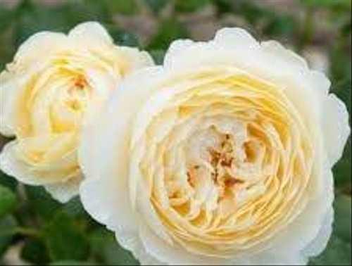 Клэр остин плетистые розы саженцы