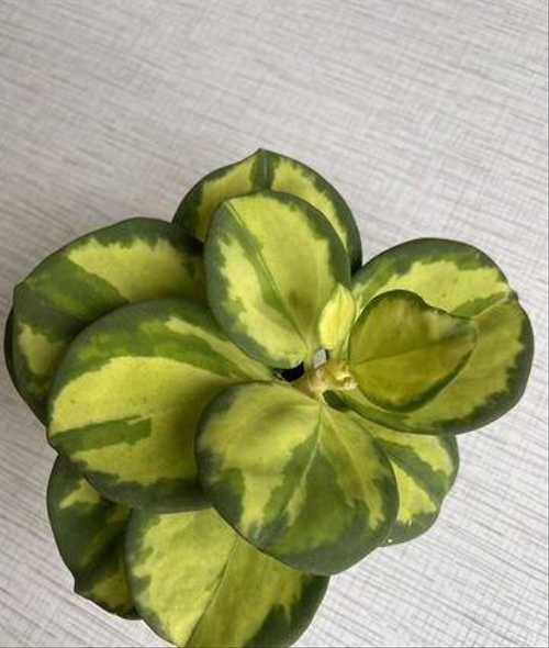 Hoya pachyclada variegata