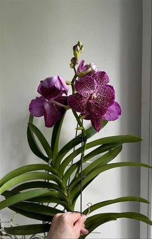 Орхидея Ванда живущая без грунта
