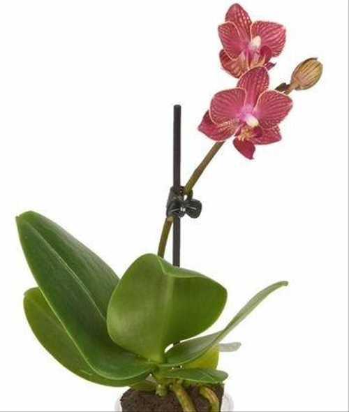 Орхидея Фаленопсис микро (micro)