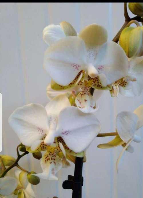 Орхидея фаленопсис Стюартина пикочип