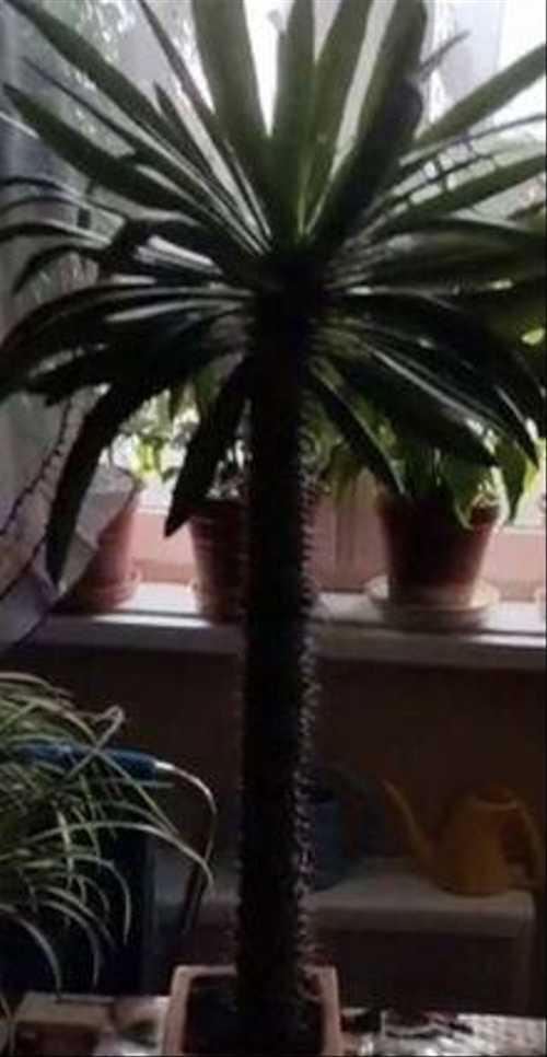 Пахиподиум мадагаскарская пальма