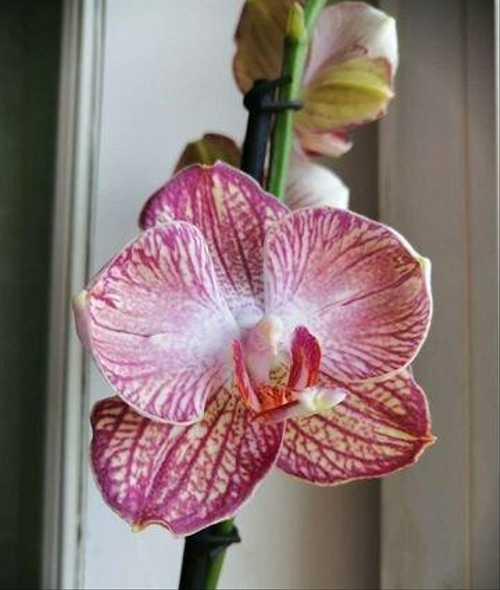 Орхидея фаленопсис Rovello мутант