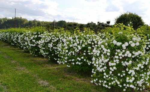 Калина Бульденеж