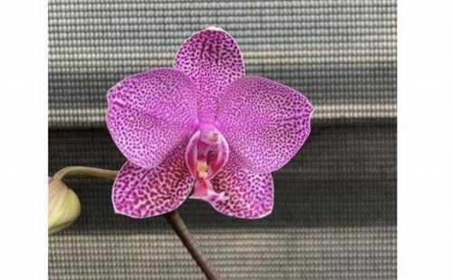 Gigantea x Sanderiana орхидея