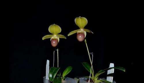 Орхидея paphiopedilum helenae
