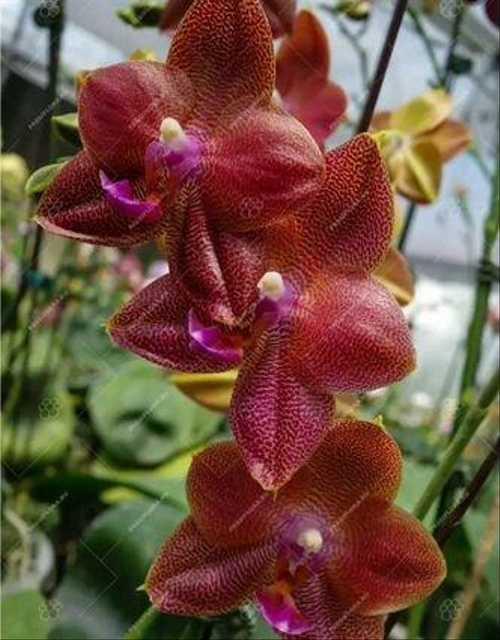 Орхидея фаленопсис Sun Dragon и Pulcherima
