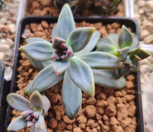 Садик Суккуленты Граптоседум Graptosedum 2 вида