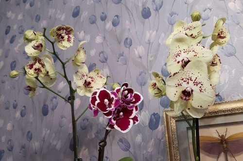 Орхидеи Albufeira, Мини Биг Лип
