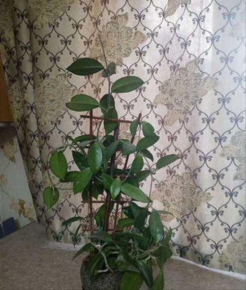 Фикус каучуконосный хойя комнатные растения
