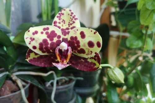 Орхидея фаленопсис phal GW Green World
