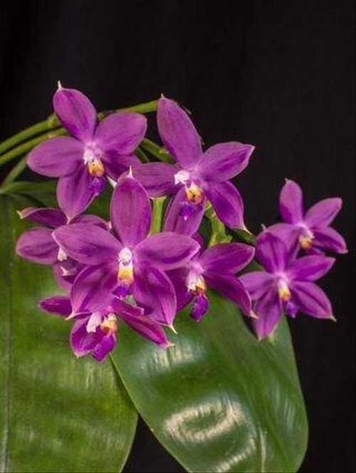Орхидея фаленопсис самера x тетраспис аромо зацвет