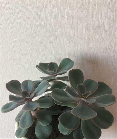 Суккуленты
