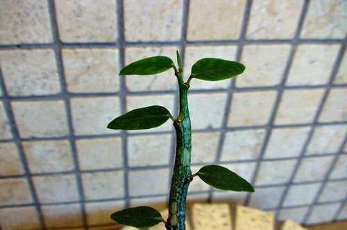 Редкий молочай. Euphorbia Bemarahaensis