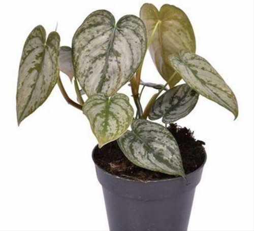 Philodendron Brandtianum
