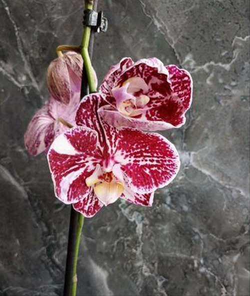 Орхидея фаленопсис тёмный шоколад