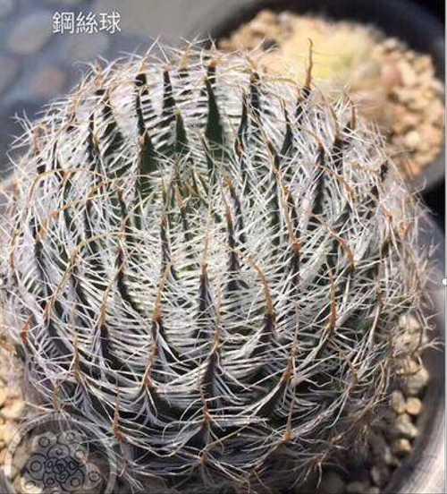Haworthia arachnoidea v.scabrispina хавортия сукку