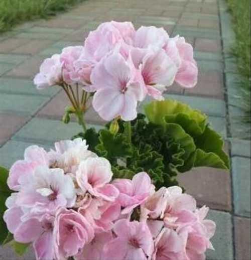 Комнатные цветы пеларгонии (герань)