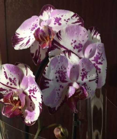 Орхидея фаленопсис "Бернадетта"