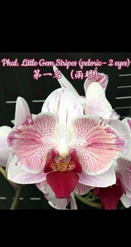 Орхидея фаленопсис Phal. Little Gem Stripes (pelor