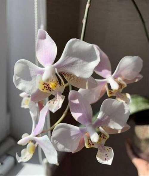 Орхидея фаленопсис шиллериана на стюартиану