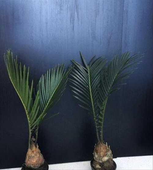 Пальма цикас