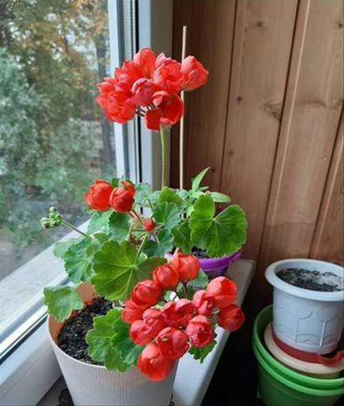 Пеларгония герань тюльпанка